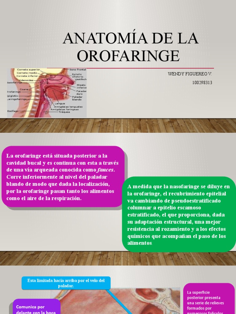 Anatomía y Epitelio de la Orofarínge | PDF | Cabeza y cuello humanos ...