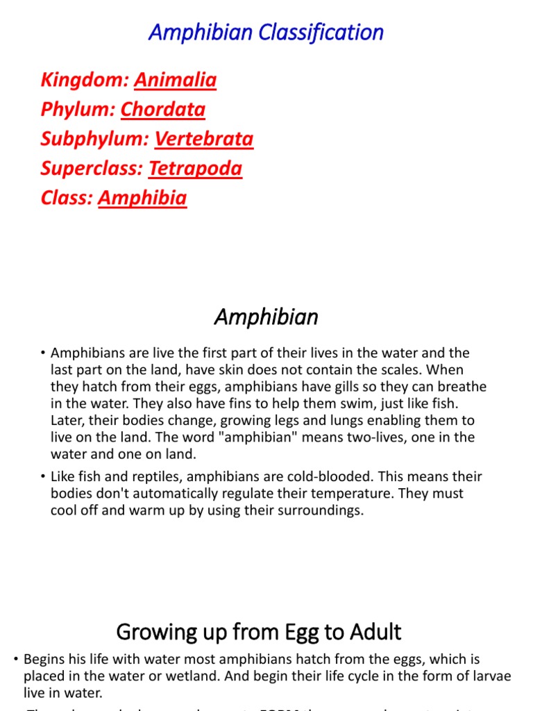Amphibian Classification: Kingdom: Animalia Phylum: Chordata Subphylum ...