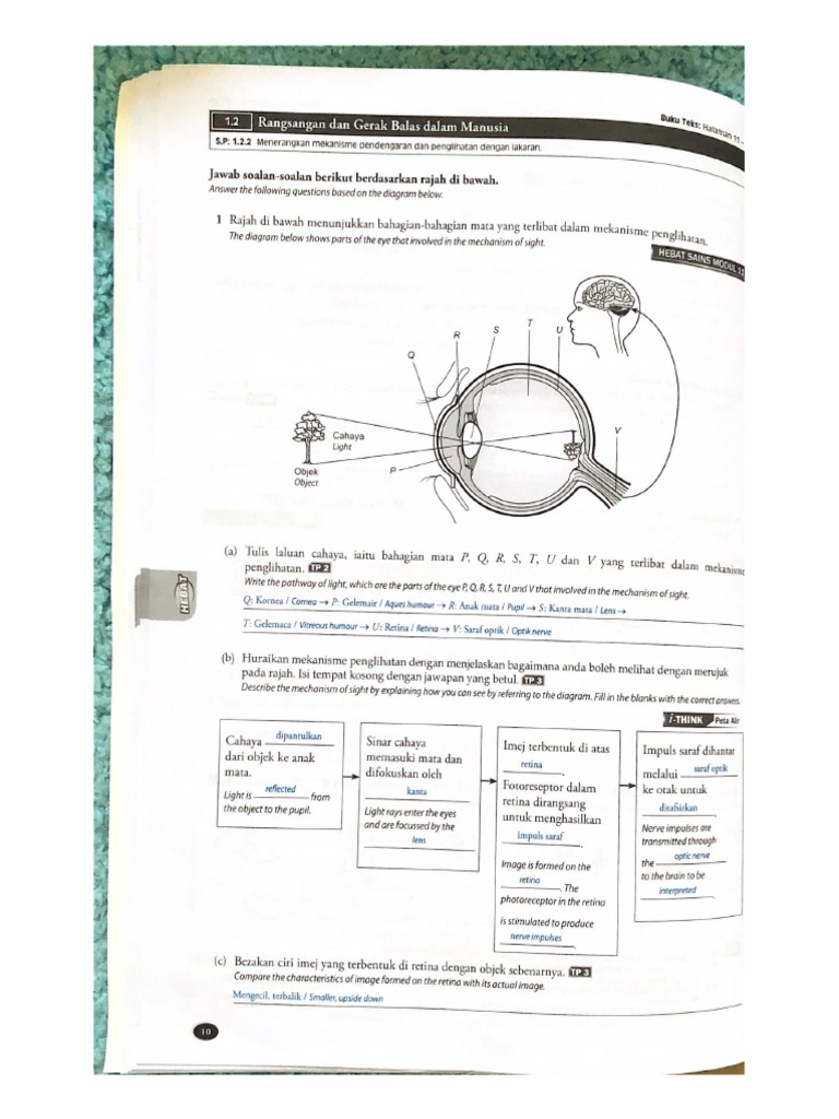 Rangsangan Dan Gerak Balas Dalam Manusia | PDF