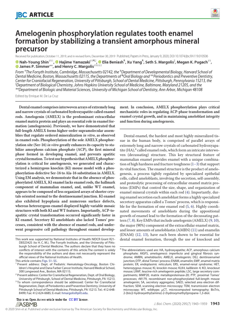 Amelogenin Phosphorylation Regulates Tooth Enamel Formation by ...