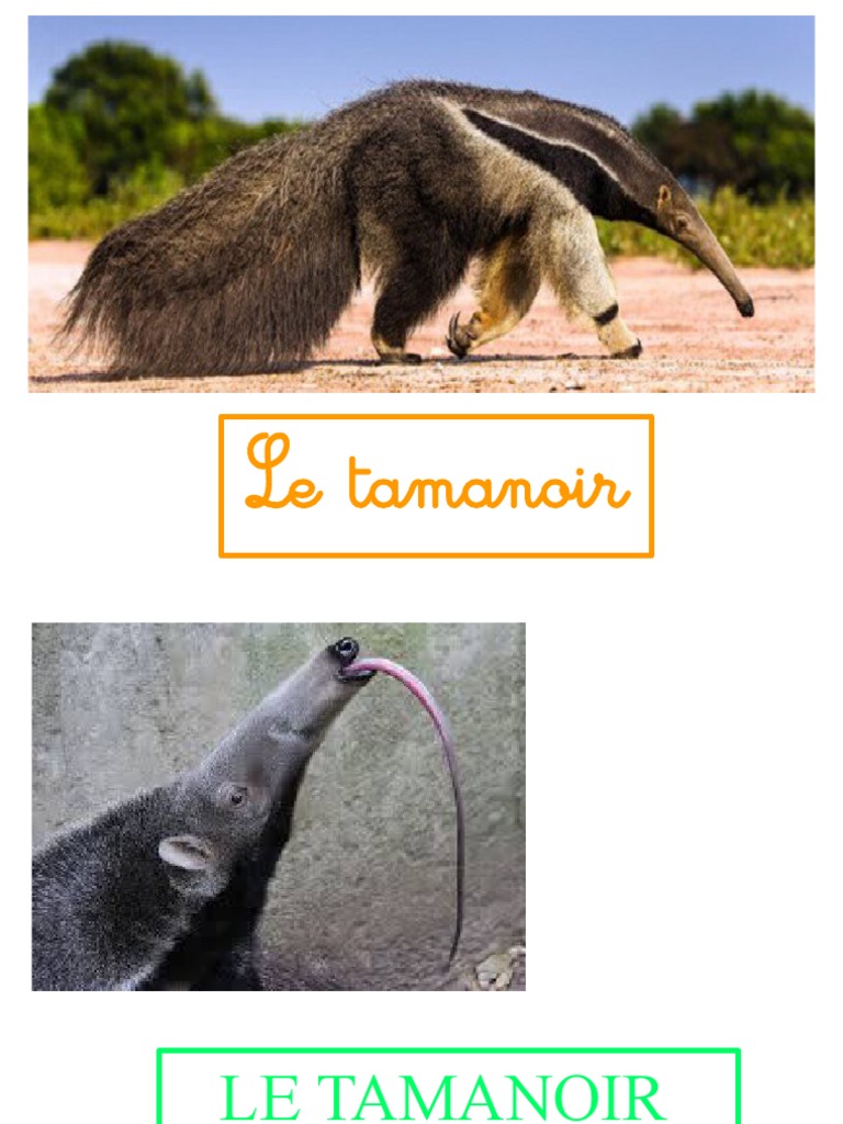 Tamanoir | PDF