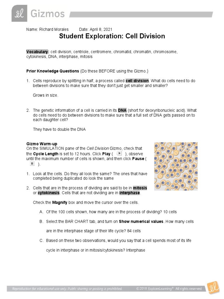 Student Exploration: Cell Division: Vocabulary: Cell Division ...