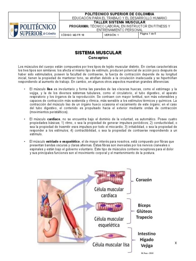 Taller sobre el Sistema Muscular | PDF | Músculo esquelético | Músculo