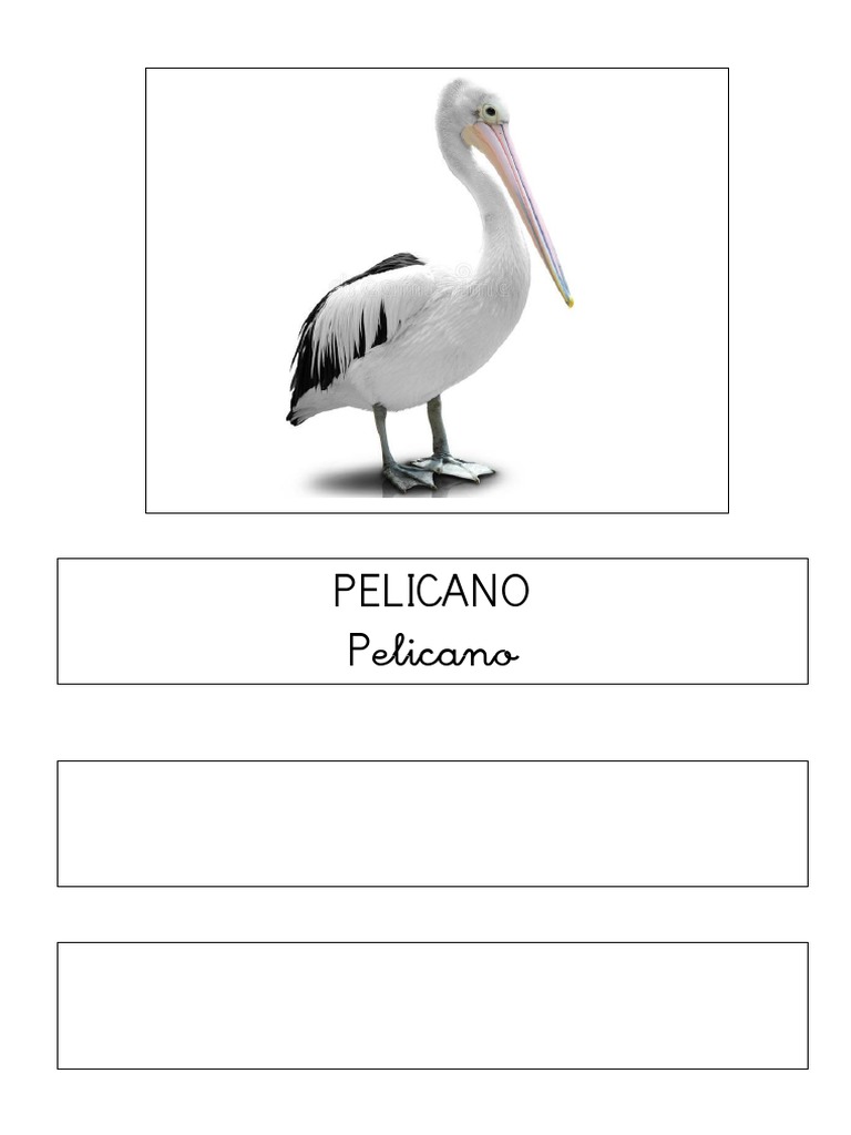 Animales: Pelicano, Dodo y Más | PDF