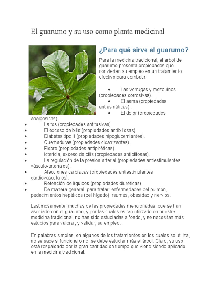 El Guarumo y Su Uso Como Planta Medicinal | PDF | Enfermedad | Medicina