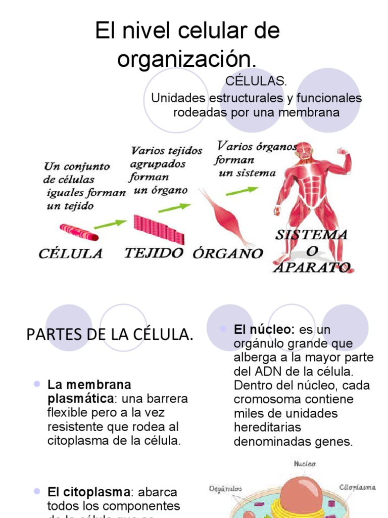 El Nivel Celular de Organizacion | PDF | Ribosoma | Biología Celular)