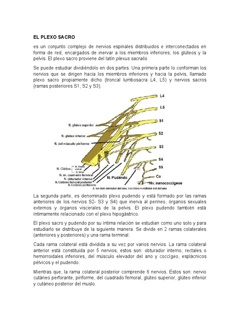 Plexo Sacro | PDF | Neuroanatomía | Sistema nervioso
