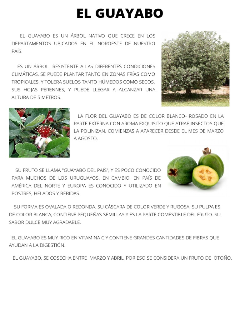 El Guayabo | PDF