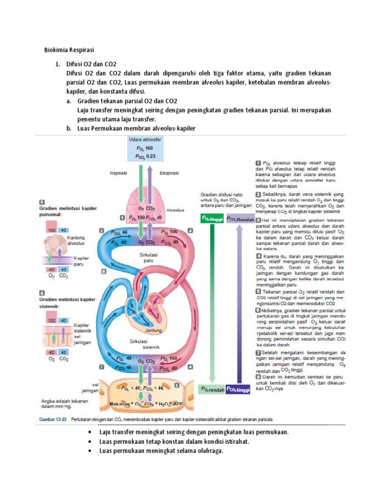 Biokimia Respirasi | PDF | Teknologi & Rekayasa
