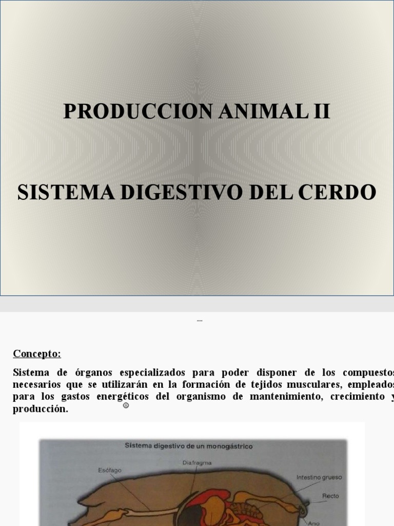 Sistema Digestivo del Cerdo: Partes y Funciones | PDF | Ciencia y ...