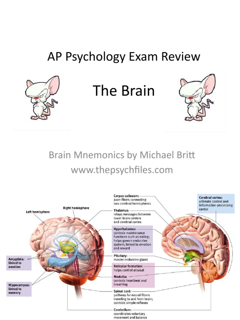 AP Psychology Exam Review: The Brain | PDF | Cerebral Hemisphere | Speech