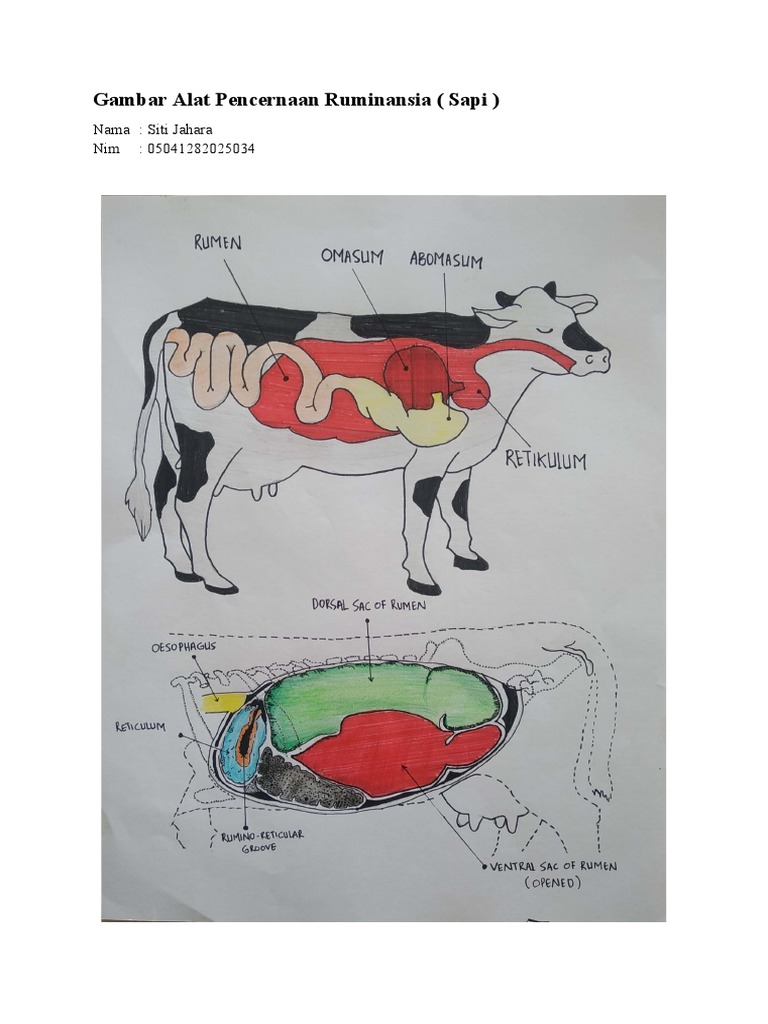 Gambar Alat Pencernaan Sapi | PDF