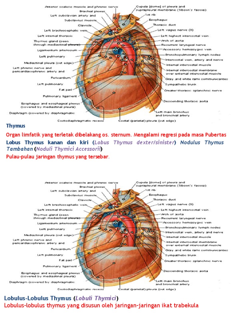 Thymus & Spleen | PDF