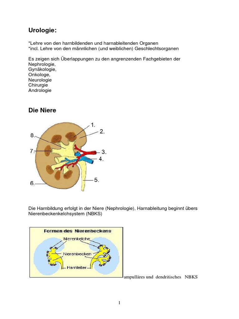 Anatomie Urologie | PDF