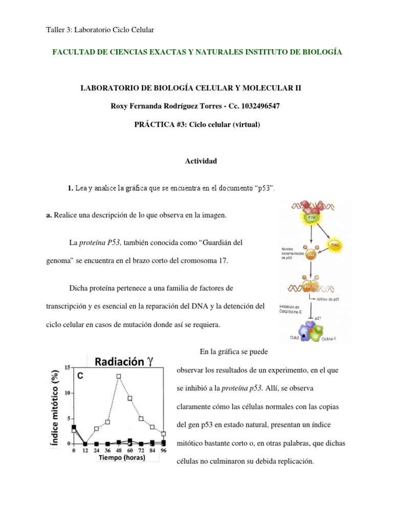 Taller 3 Ciclo Celular BCMII | PDF | P53 | Cáncer