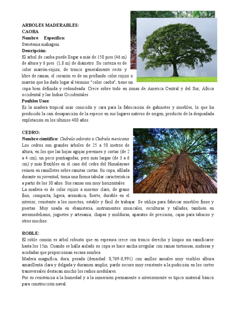 Arboles Maderables | PDF | Arboles | Forma de vida vegetal