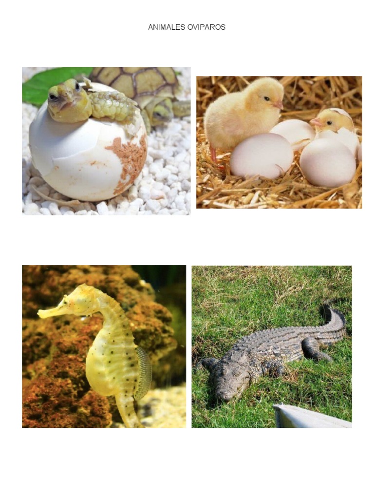 Animales Ovíparos y Vivíparos | PDF