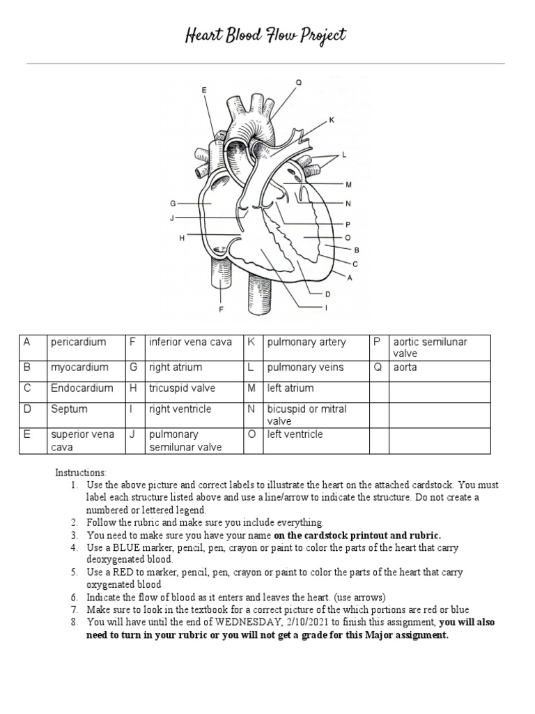Heart Blood Flow Project: Need To Turn in Your Rubric or You Will Not ...
