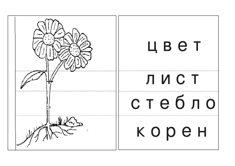 Delovi Na Rastenie | PDF