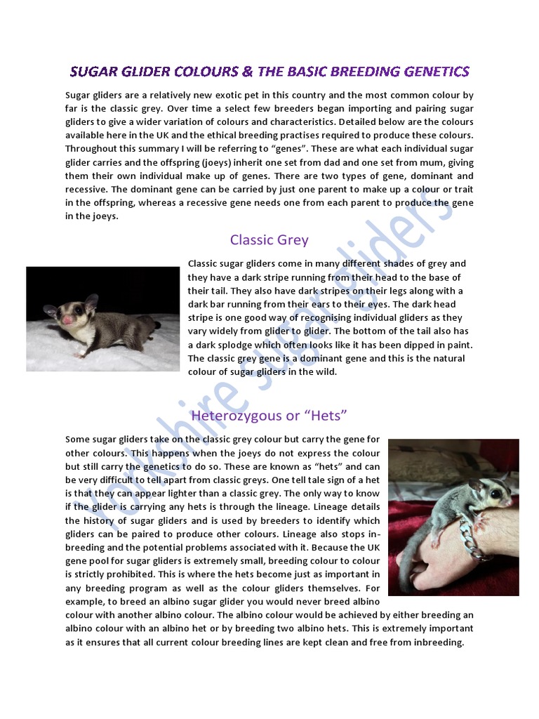 Sugar Glider Colours | PDF | Nature