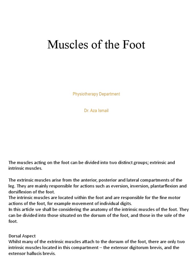Muscles of The Foot | Download Free PDF | Foot | Lower Limb Anatomy