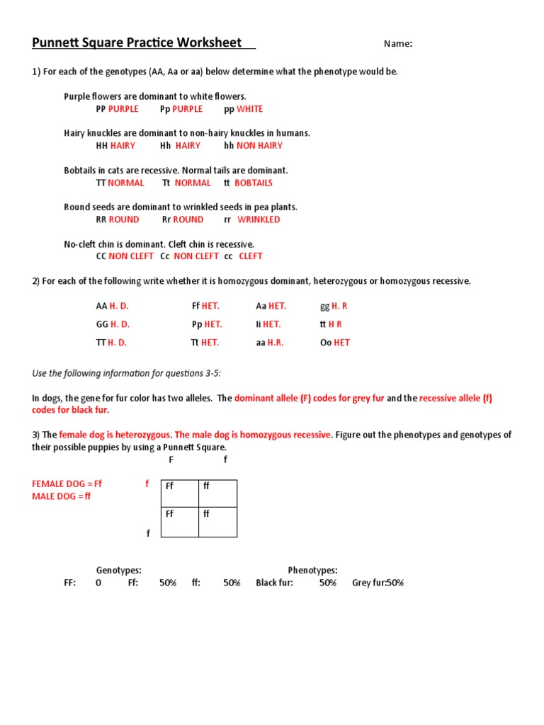 Punnett Square Practice Worksheet: Name: 1) | PDF | Dominance (Genetics ...