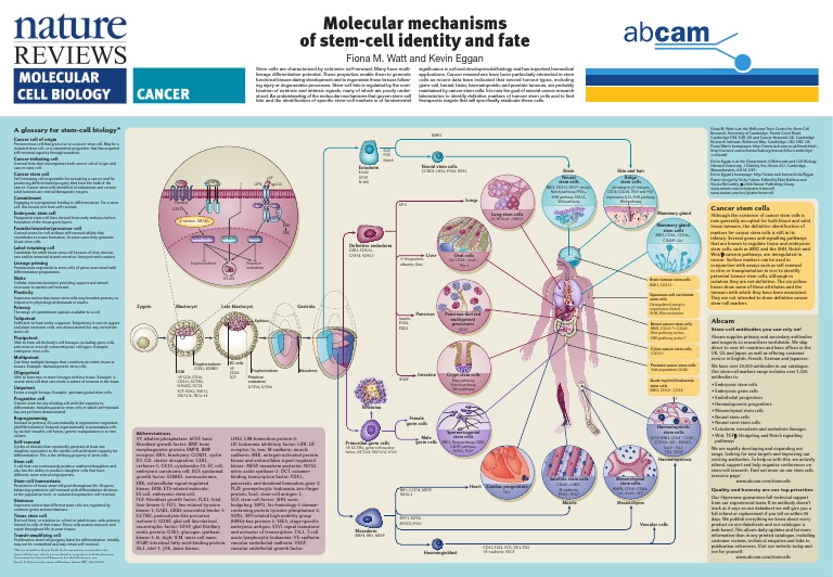 Stemcell Poster | PDF | Stem Cell | Cell Potency