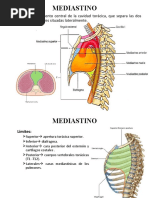 Conducto Torácico: Anatomía y Función | PDF | Tórax | Sistema linfático