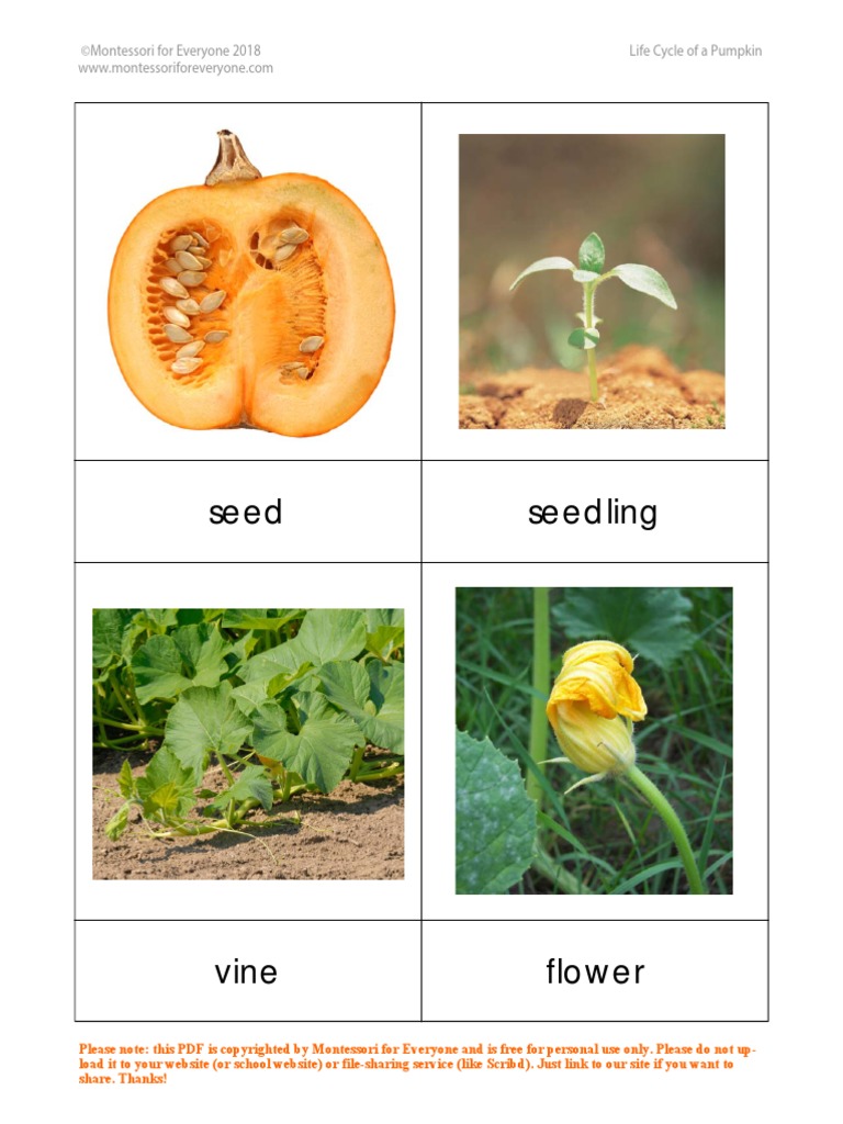 Seed Seedling: ©montessori For Everyone 2018 Life Cycle of A Pumpkin ...