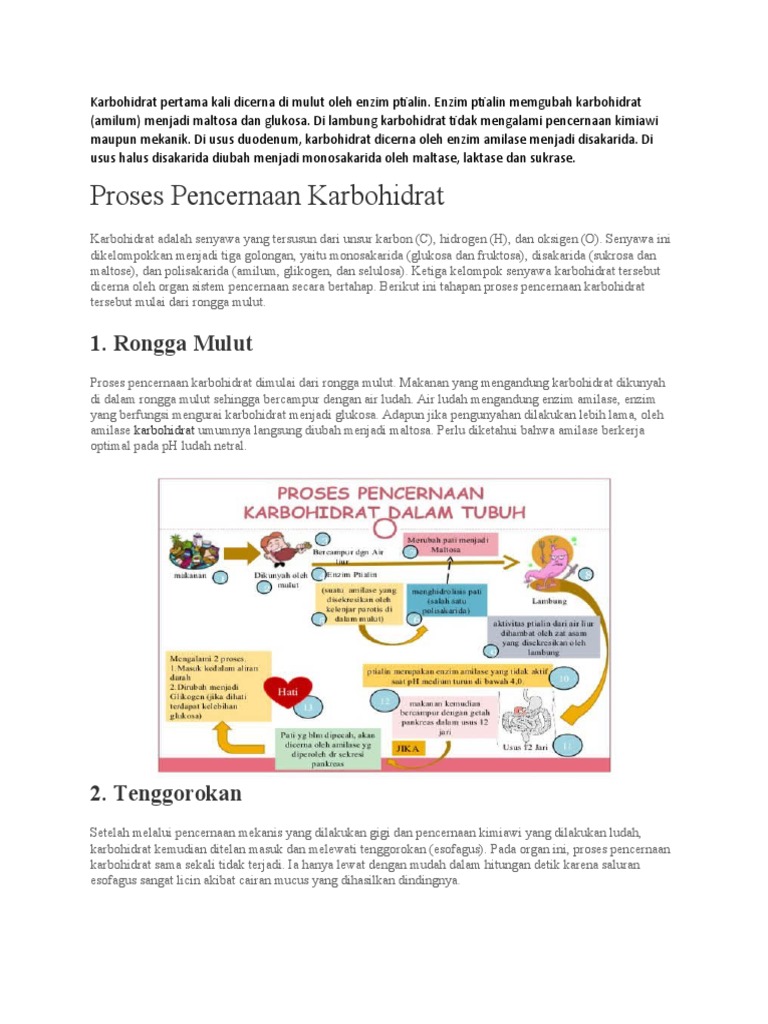 Karbohidrat Pertama Kali Dicerna Di Mulut Oleh Enzim Ptialin | PDF