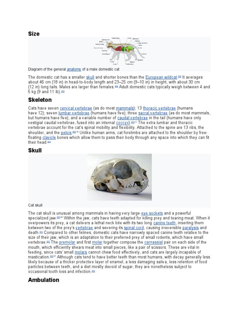 Skull European Wildcat: Diagram of The General of A Male Domestic Cat ...