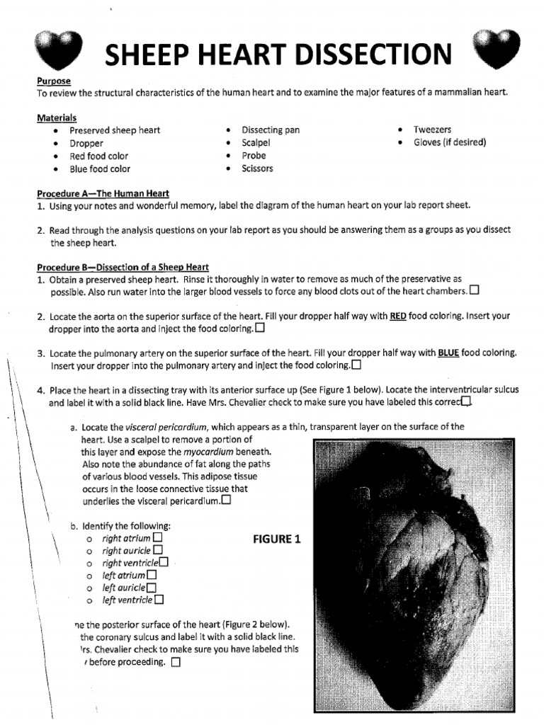 sheep-heart-dissection-pdf