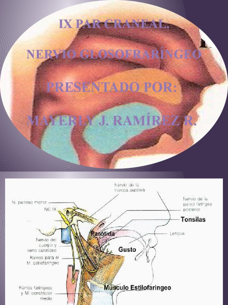 Ix Glosofaríngeo | PDF | Nervio vago | Lengua