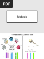 Meiosis Amoeba Sisters | PDF | Meiosis | Mitosis