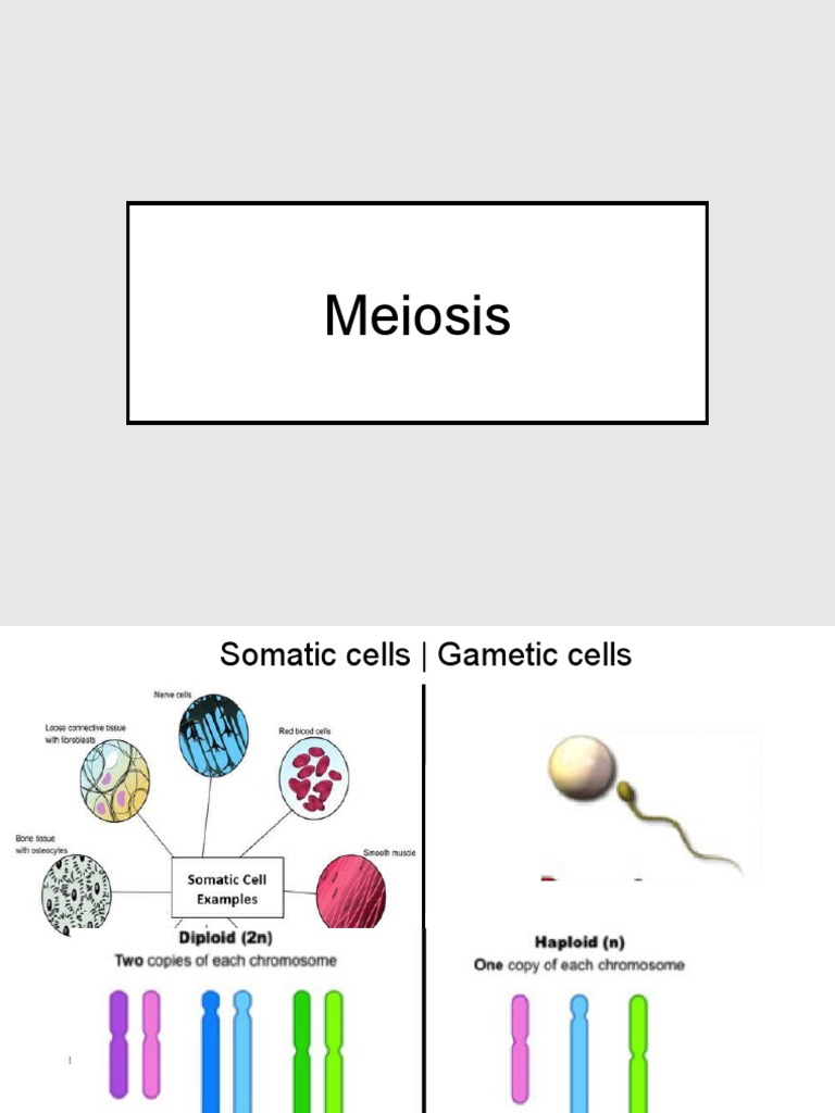 Meiosis Powerpoint Bio | PDF | Meiosis | Mitosis