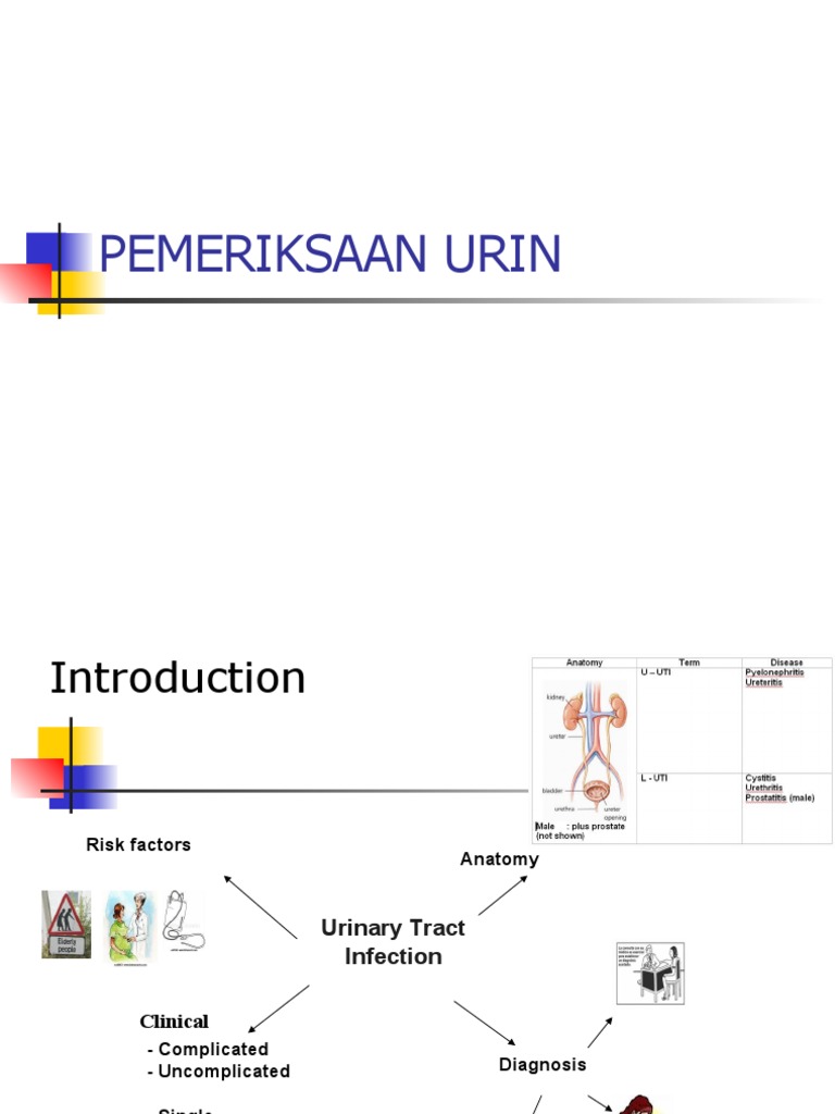 Pemeriksaan Urin | PDF