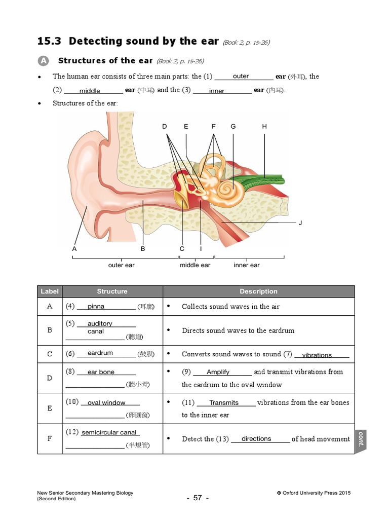 Ws - ch15 - e Part 2 Final | PDF | Ear | Root