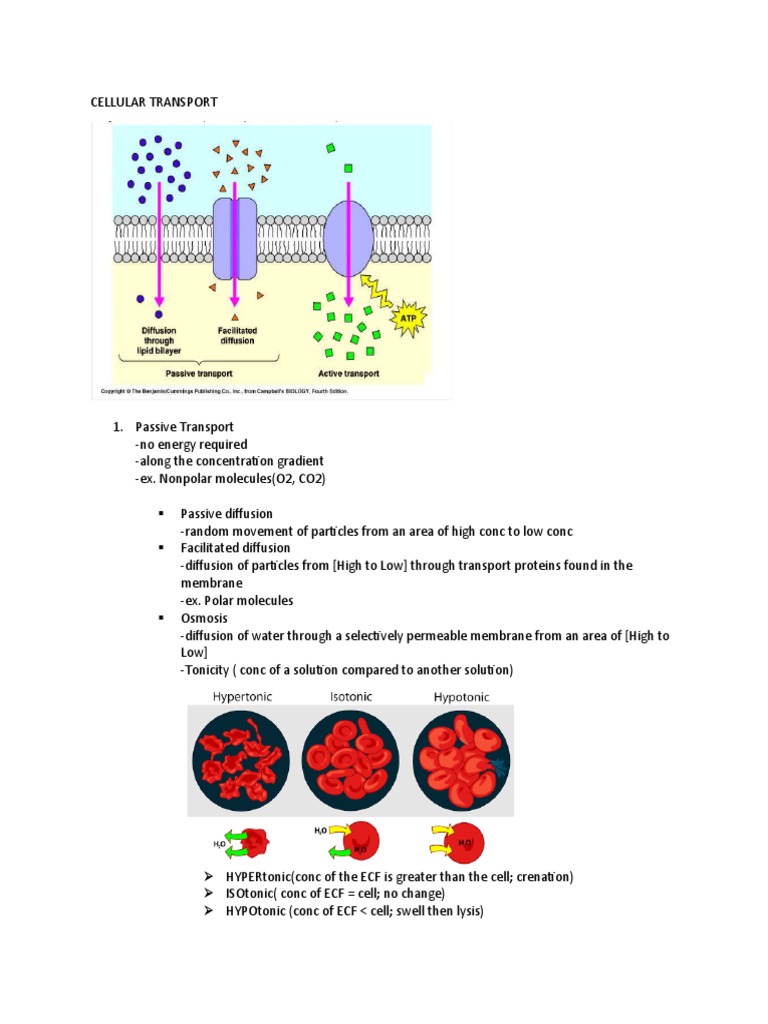 Cellular Transport | PDF