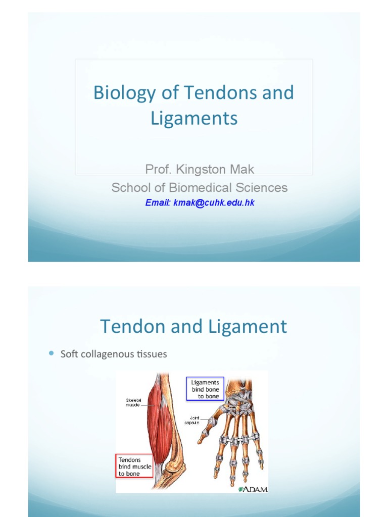 PMUS1-7 Biology of Tendons and Ligaments | PDF | Tendon | Collagen
