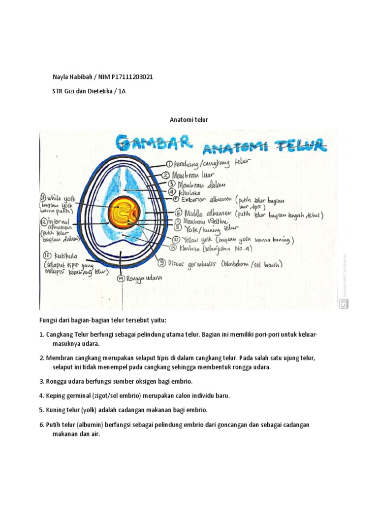 Nayla Habibah - 22 - STR Gizi - 1A - Anatomi Telur | PDF