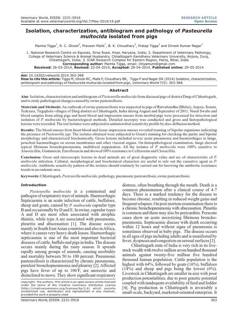 Pasteurella Multocida in Pigs | PDF | Pneumonia | Domestic Pig