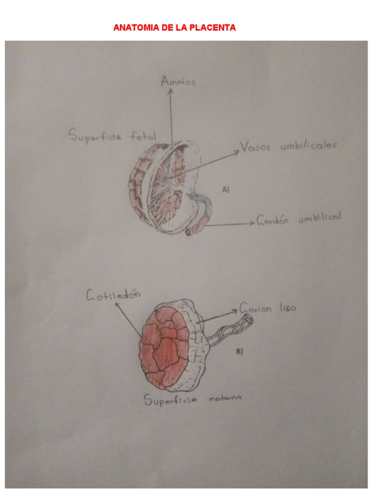 Anatomia de La Placenta | PDF