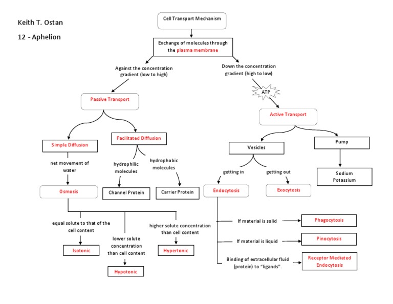 Cell Transport Concept-Map | PDF | Membrane Biology | Life Sciences