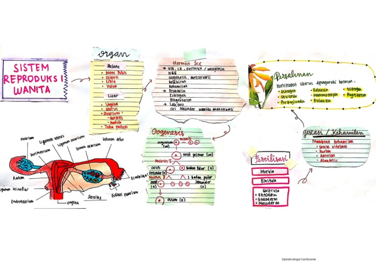 Mind Mapping Sistem Reproduksi Wanita | PDF