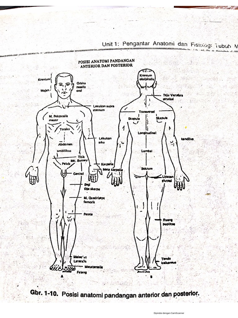 Posisi Anatomi Pandangan Anterior Posterior | PDF