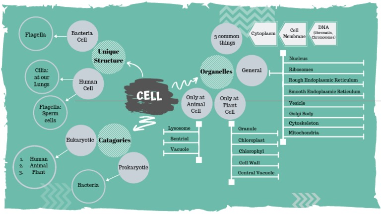 Mind Map Sel | PDF | Organelle | Cell (Biology)