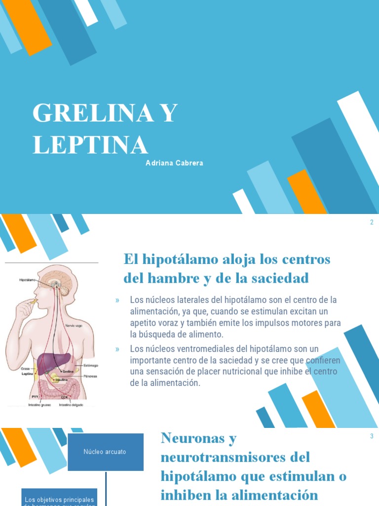Grelina y leptina en la regulación del apetito | PDF | Leptina | Hipotálamo