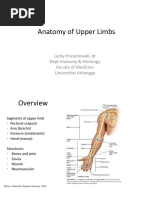 Membrum Superius (Forearm - Hand) | PDF | Thumb | Limbs (Anatomy)