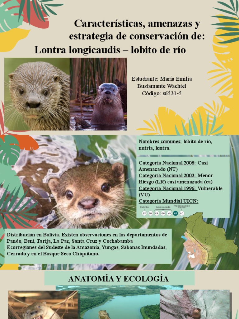 Características del lobito de río en Bolivia | PDF