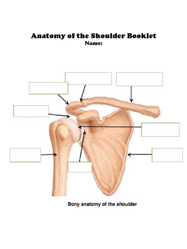 Anatomy of The Shoulder Booklet | Download Free PDF | Elbow | Arm